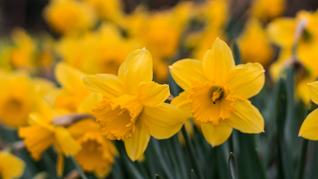 Mothering Sunday – St Mary's Church, Whitkirk